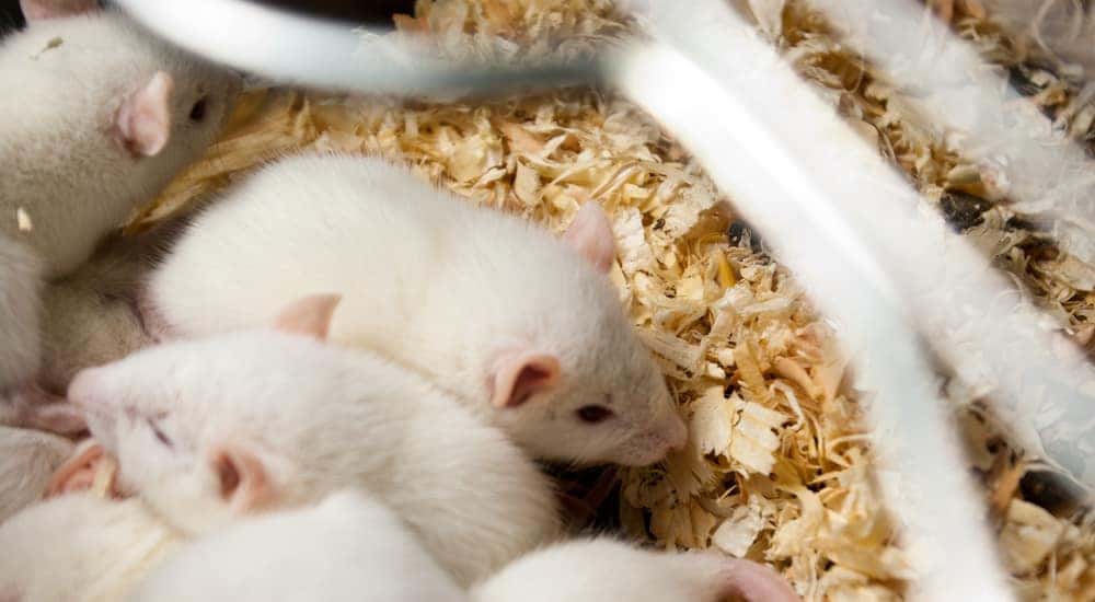 Rat Birth Control? | McCluskey Chevrolet