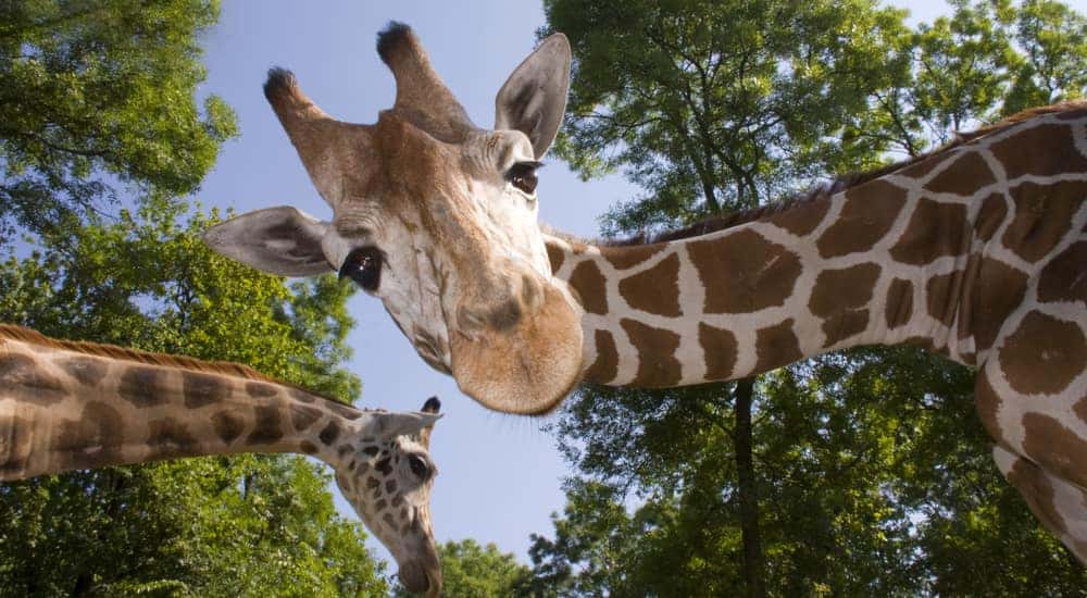 Giraffe Super Hero | McCluskey Chevrolet